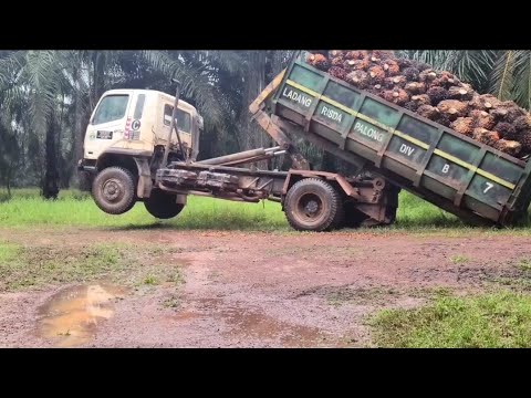 kehidupan seharian angkat buah sawit pakai lori bim pada musim hujan ...