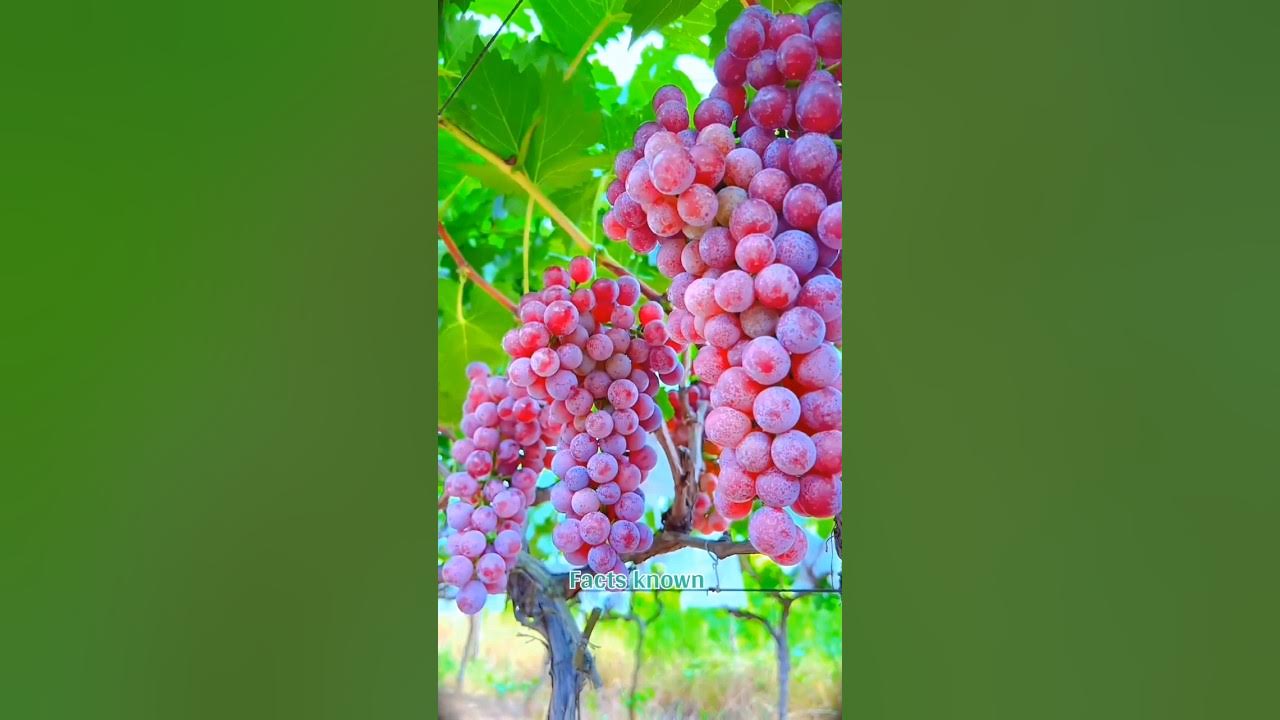 java apple and Red globe grapes 🍇 explore #shorts #facts #factshorts # ...