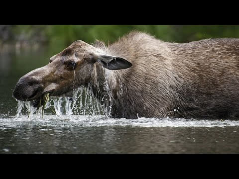 Moose Playing In Water - YouTube