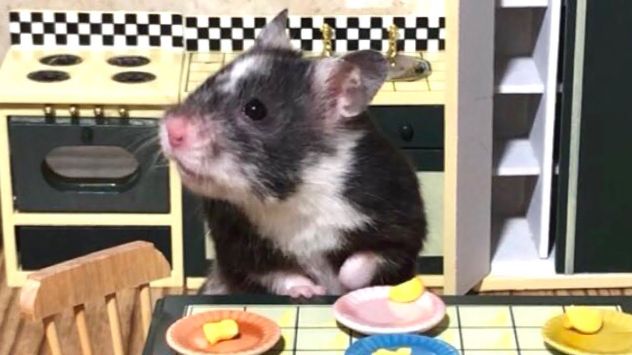 Daisy’s Cooking Show (Ep 1) - YouTube