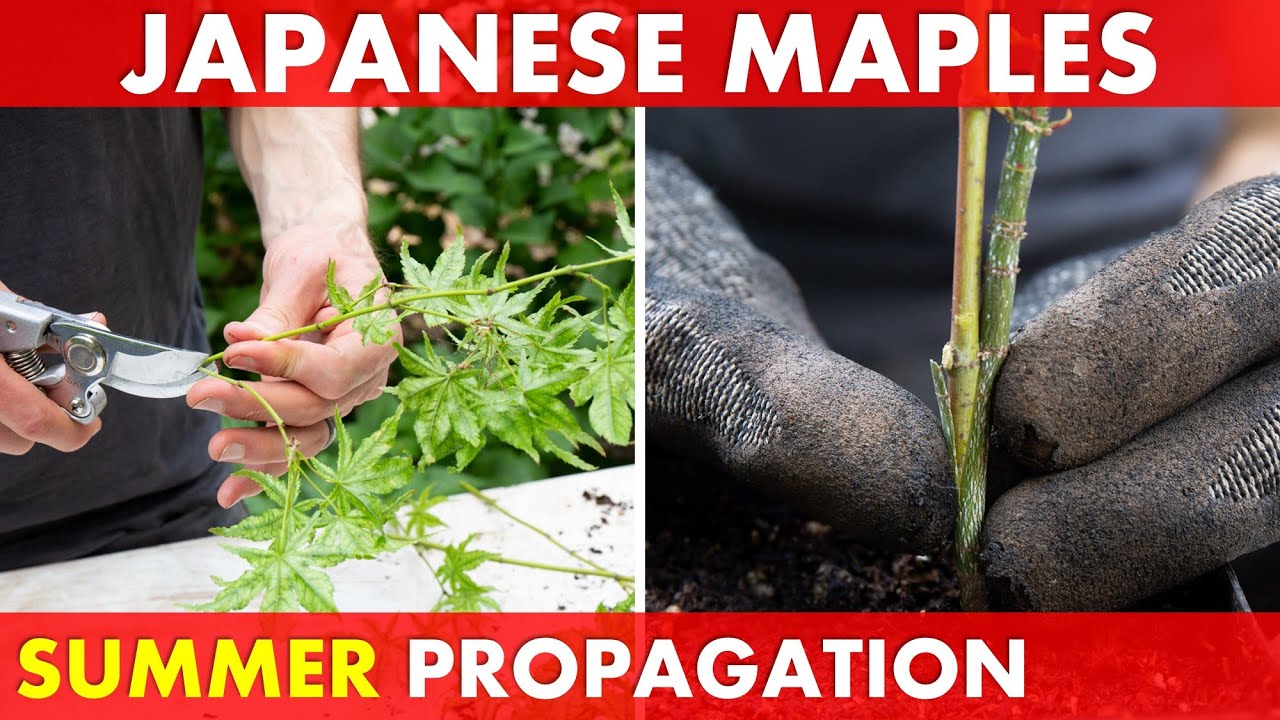 It's Japanese Maple Propagation Time! | Root Cuttings & Graft NOW - YouTube