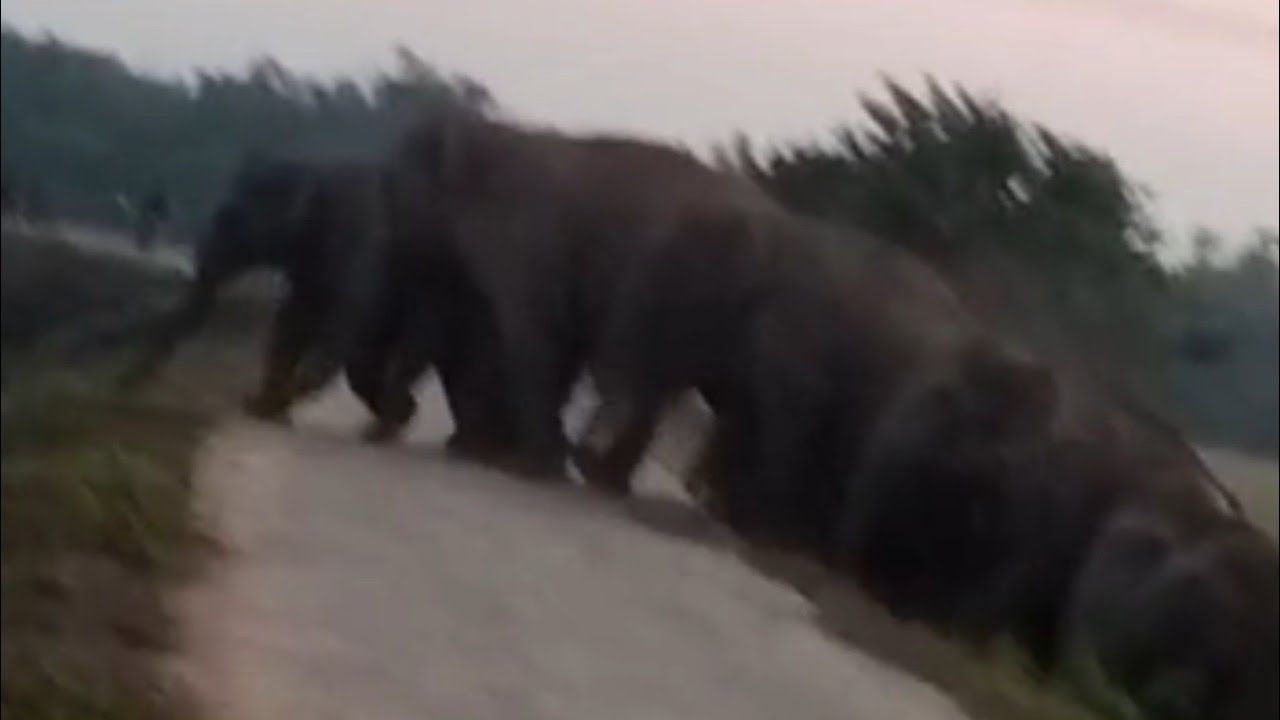 Elephant Attack Elephant attack people 😱😱🐘 - YouTube