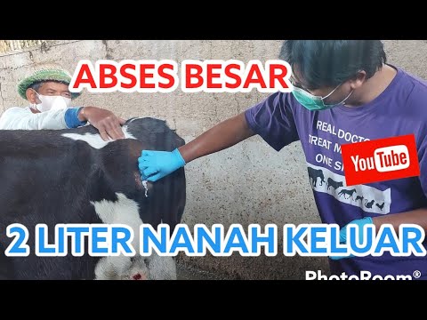 Pengobatan Abses Pada Paha Sapi Kita Keluarkan 2 Liter Nanah Sampai ...