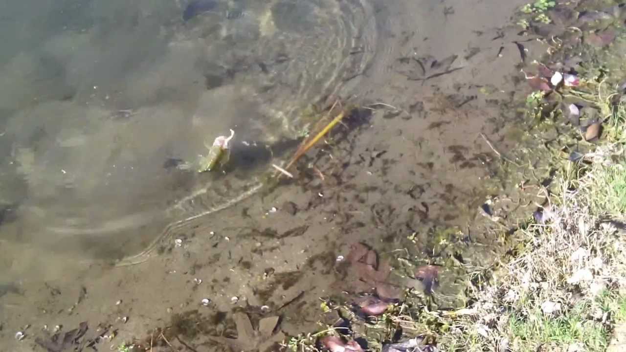 bass fishing with the banjo minnow! - YouTube