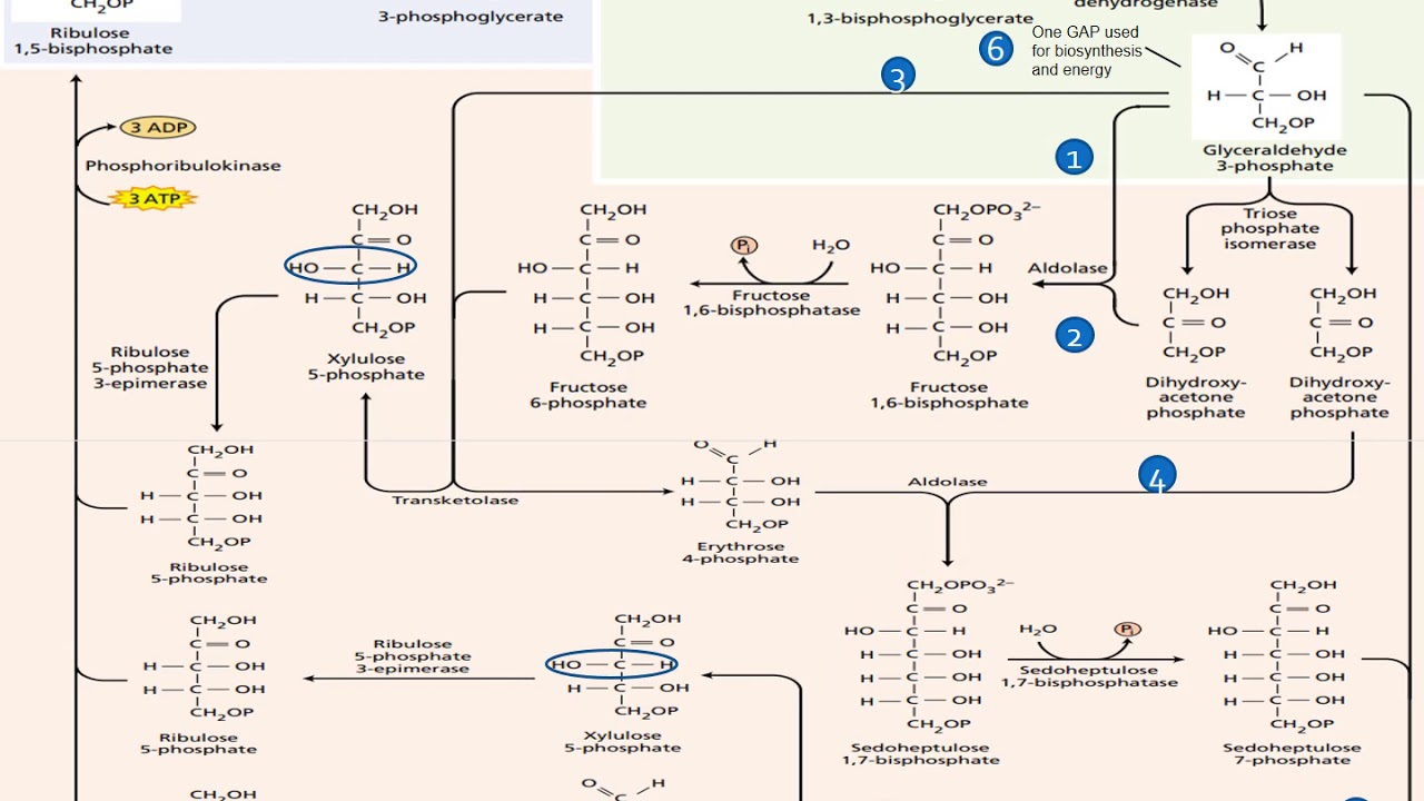 Calvin Cycle (C3 Pathway) - YouTube