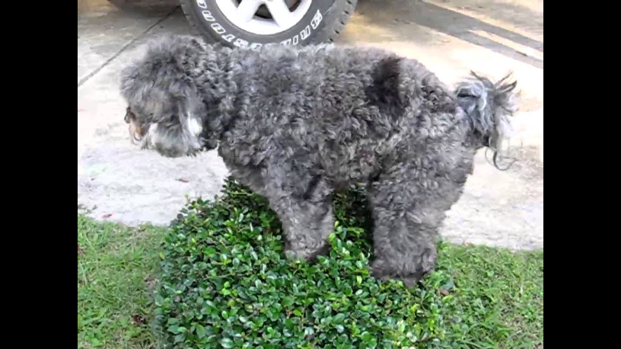 Ping shaking the bush - YouTube