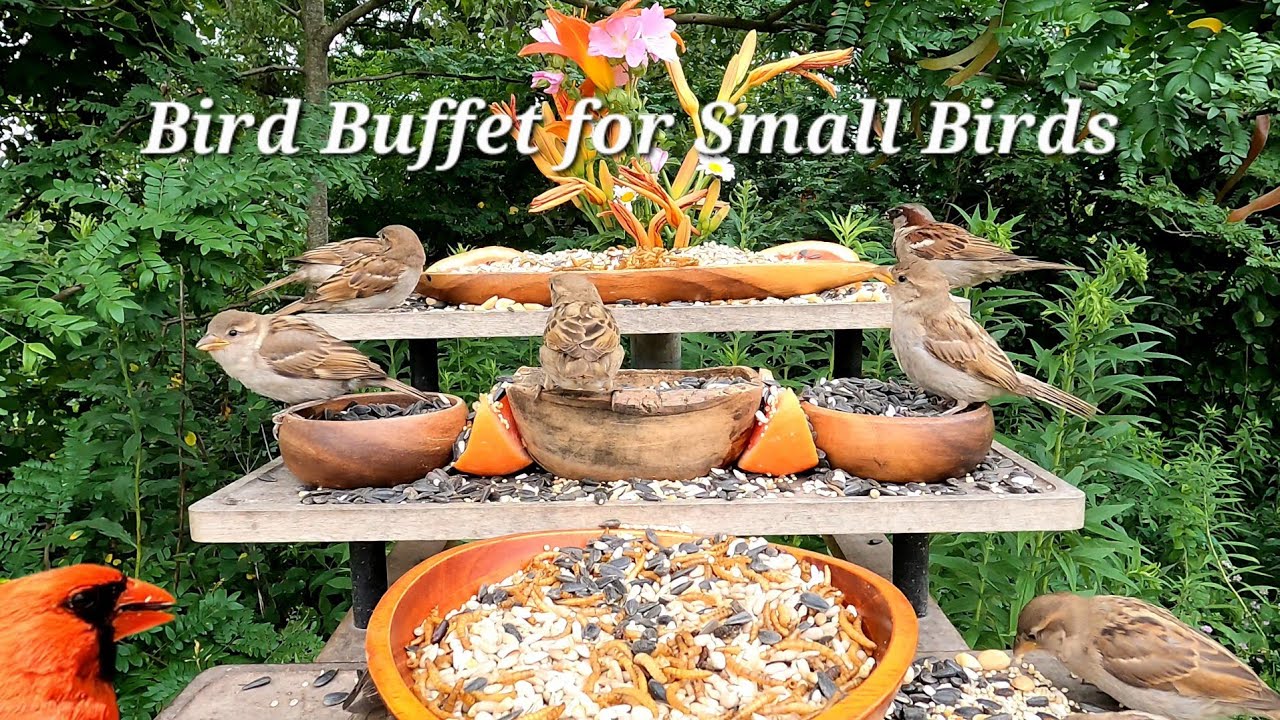 Small Birds Gather at the Bird Buffet - YouTube