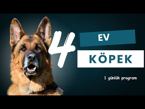 Bir Günde 4 Farklı Adreste 4 Farklı Köpek Eğittim, Köpekler Kaç Derste Eğitilir?