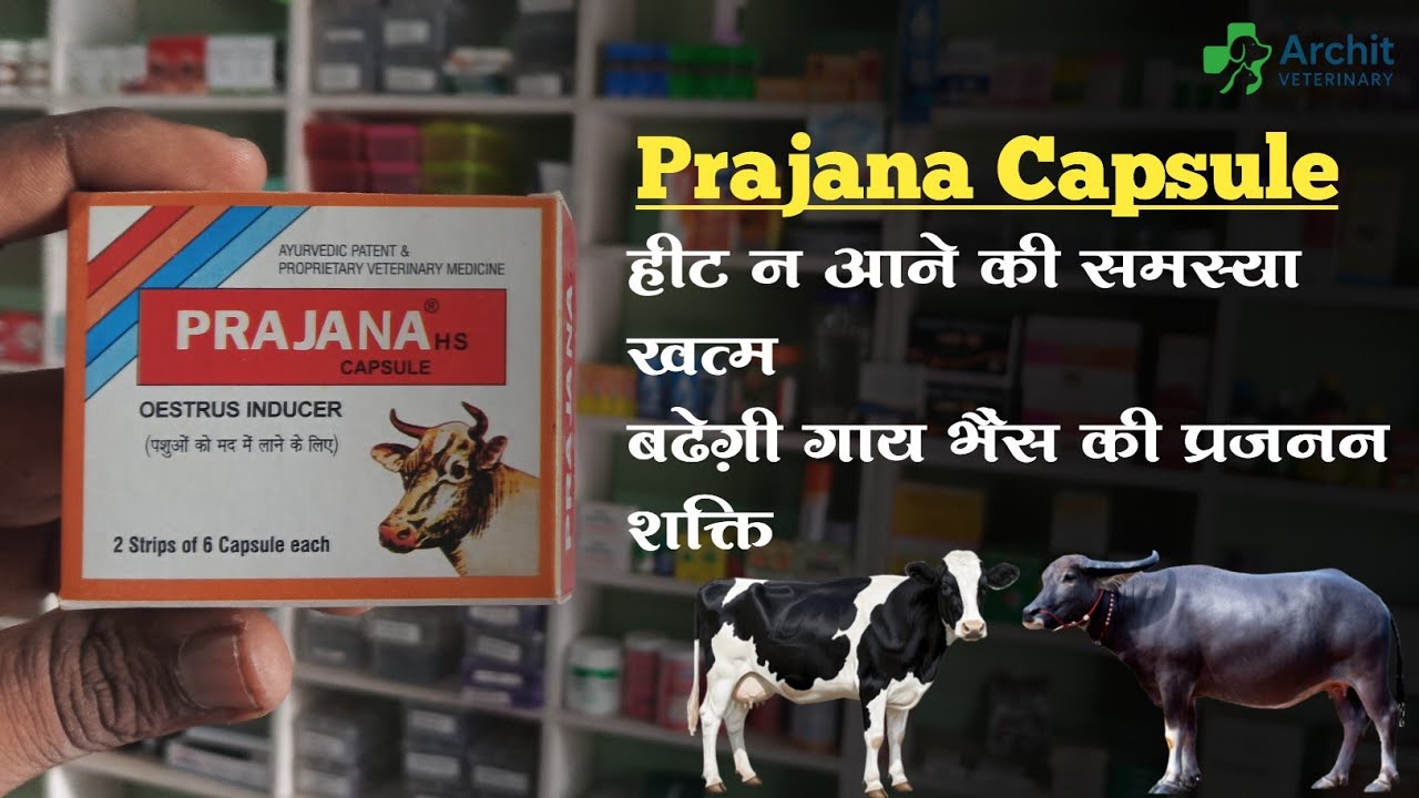 How to Use Prajana HS Capsule. पशुओं में माद हिट पर न आने का समाधान ...