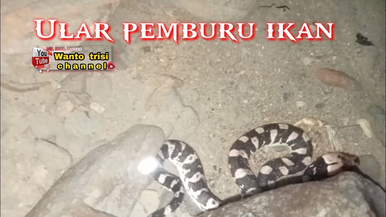Ular pemburu ikan - YouTube