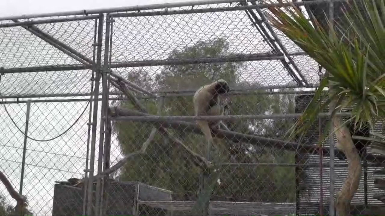 The Gibbon's Song - YouTube