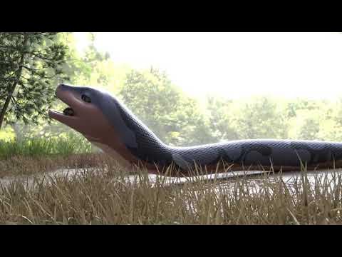 Snake Vore #vore #voreanimation - YouTube