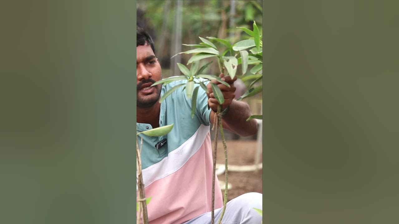 Ashok Chakra Nursery | Kadiyam Abbai - YouTube