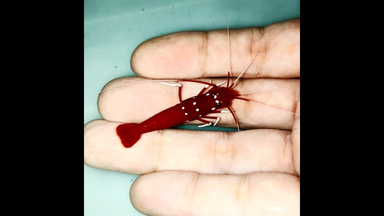 Unboxing UDANG API 17 September - YouTube