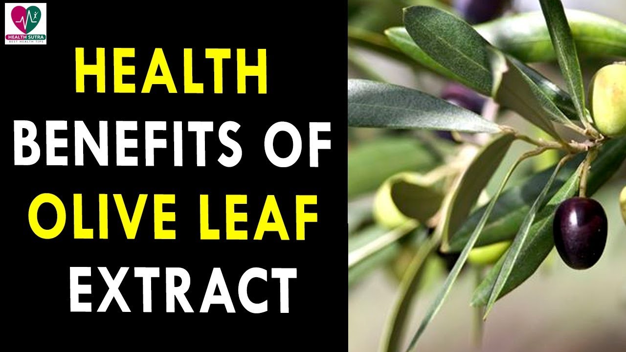 Health Benefits Of Olive Leaf Extract - Health Sutra - Best Health Tips ...