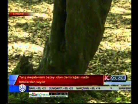 Talış meşələrinin bəzəyi olan dəmirağacı nadir bitkilərdən sayılır