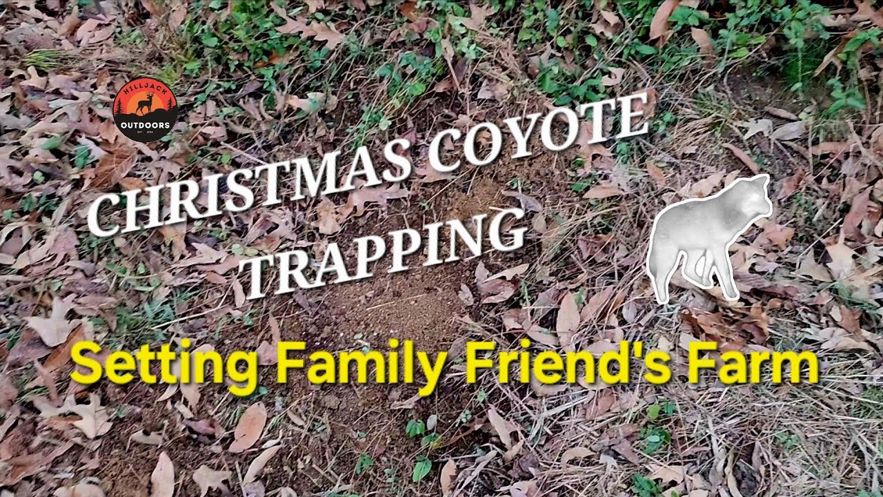 CHRISTMAS COYOTE TRAPPING: Setting Steel On Family Friend's Farm - YouTube