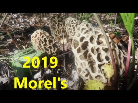 2019 Morel's for Mid MO Begins - YouTube