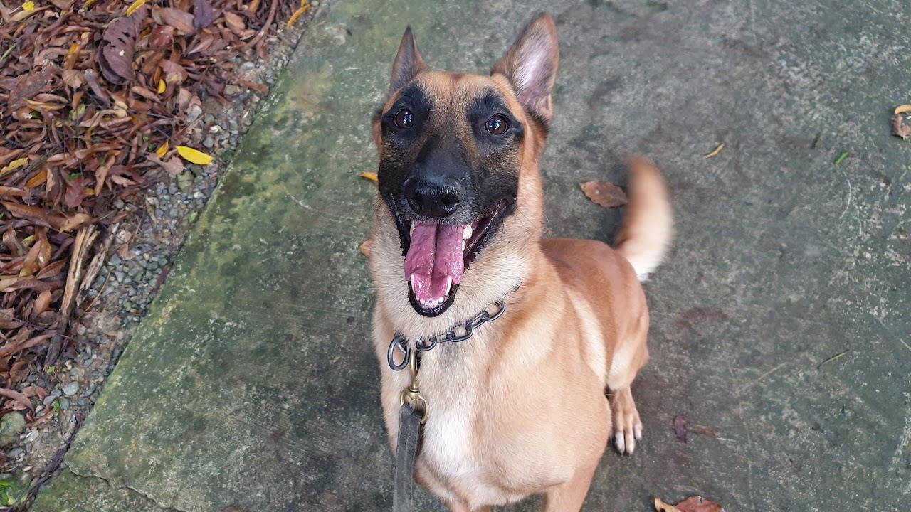 when a Dog respect - YouTube