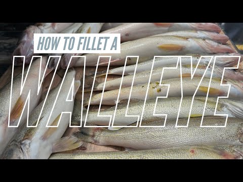 How To fillet a Walleye FINAL - YouTube