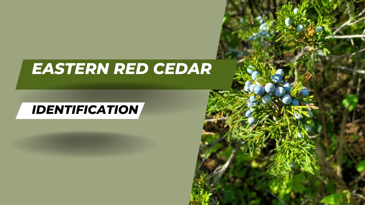Mastering Eastern Red Cedar Identification: Discover Unique Traits and ...