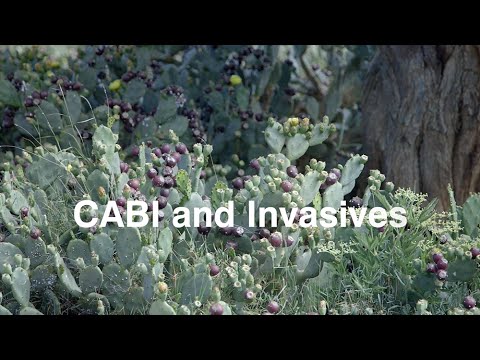 Invasives Vision