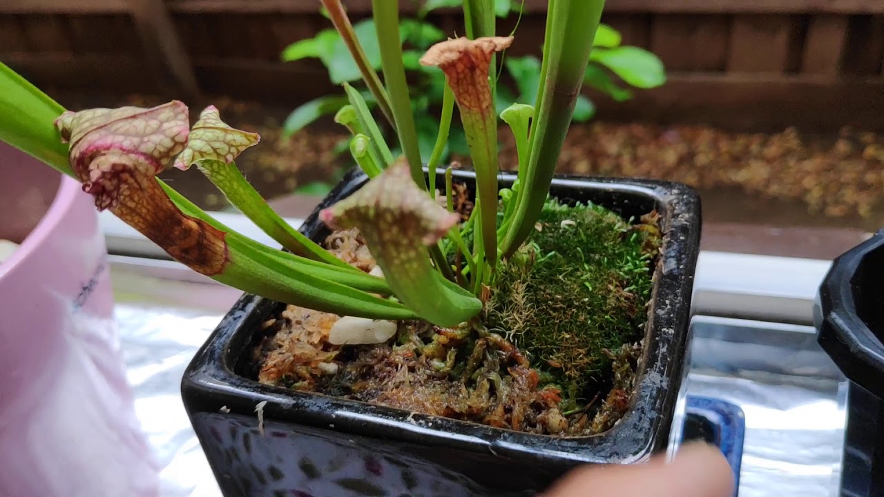 Growing sundew from seed - YouTube