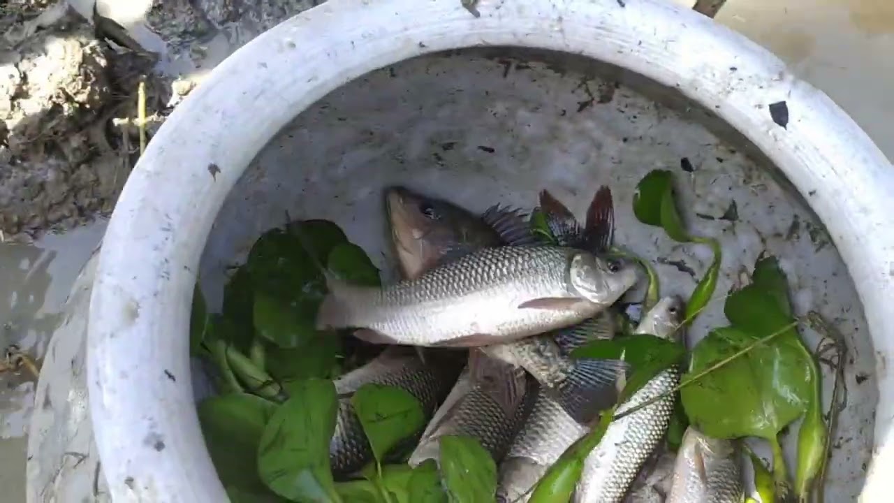 2022 New Best Fishing Video | Telapia Fish | Kois Fish | Rui Fish ...
