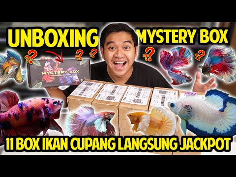 UNBOXING 11 MYSTERY BOX BETTAFISH! BARU BUKA LANGSUNG JACKPOT! ABIS SEJUTAAN BUAT IKAN KECIL INI!