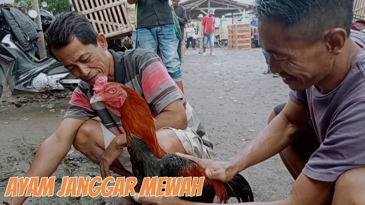 PASAR AYAM 2. AYAM JANGGARAN MEWAH BOSSKU - YouTube