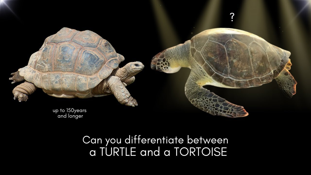 TORTOISE vs TURTLE: Know the Difference! (life span, speed, shell structure and size, food ...