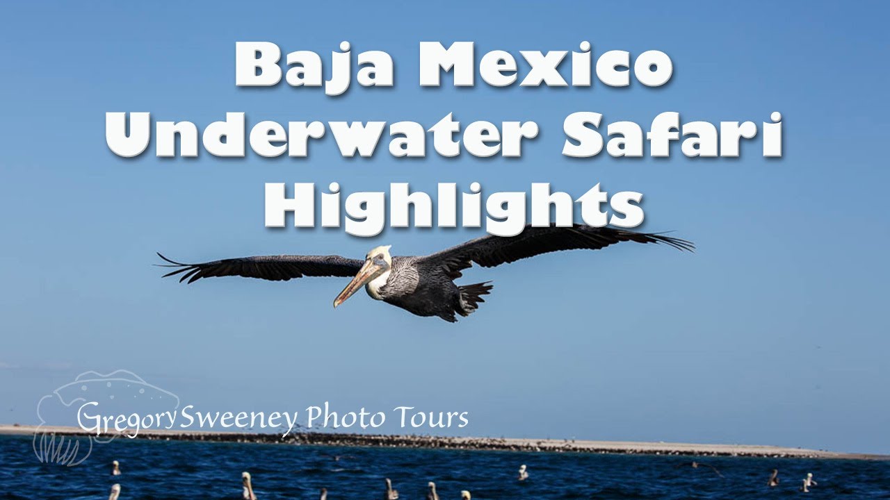 Baja Mexico Snorkel and Scuba Diving Trip Highlights - YouTube
