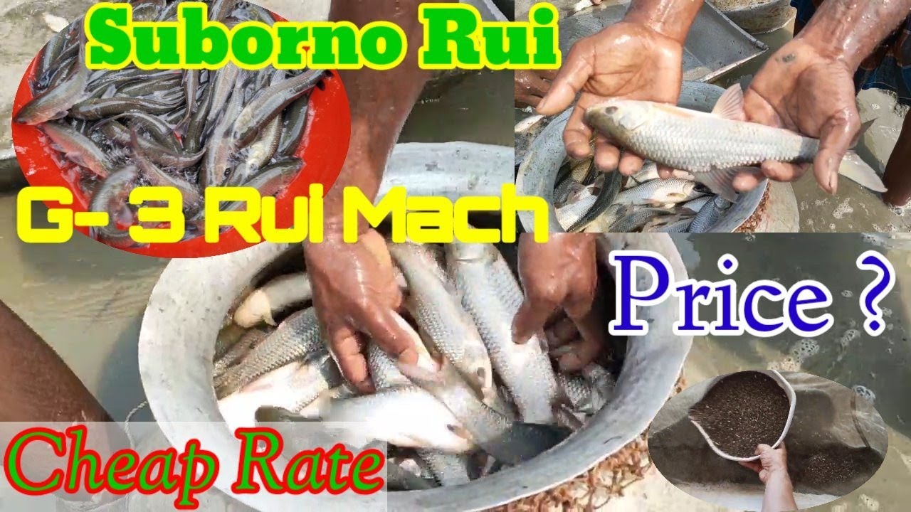 জি 3 রুই মাছ | g 3 rui mach | জি থ্রি রুই মাছের পোনা | World Fish ...