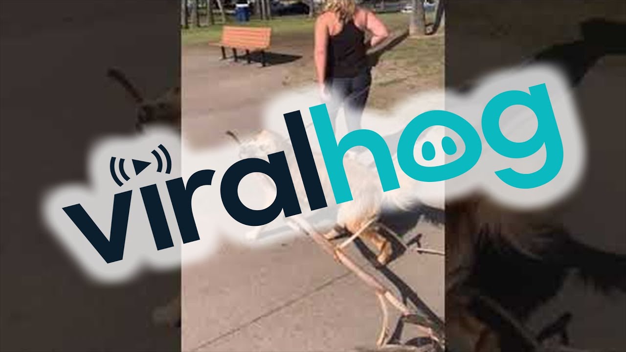 Doggo Dragging a Large Stick at the Beach || ViralHog - YouTube