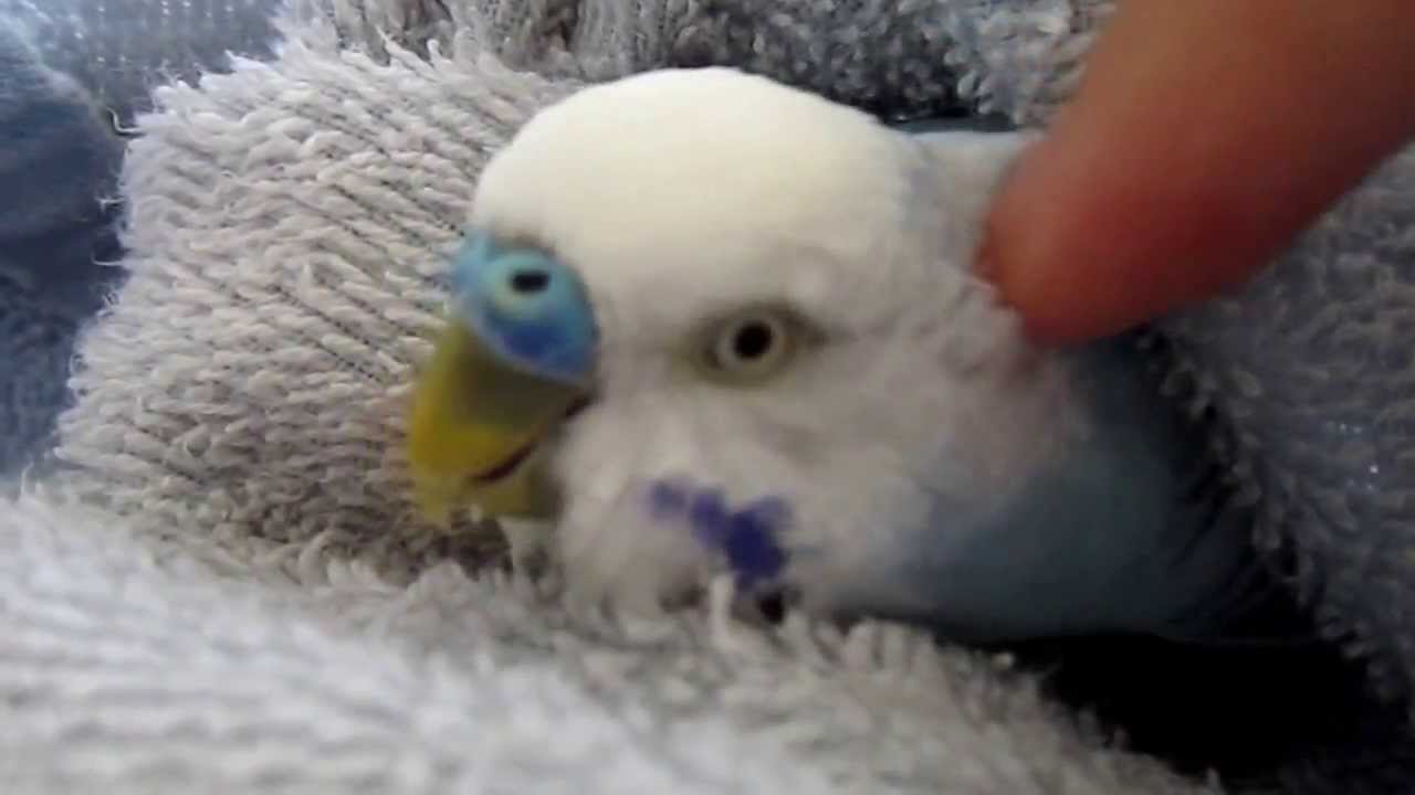 Happy Parakeet - YouTube