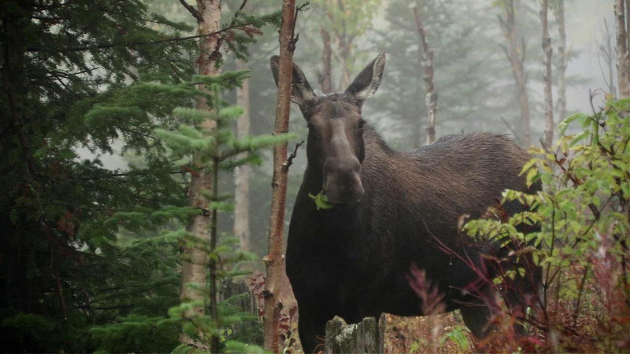 In the Land of the Moose - A film by Harold Arsenault - Official ...