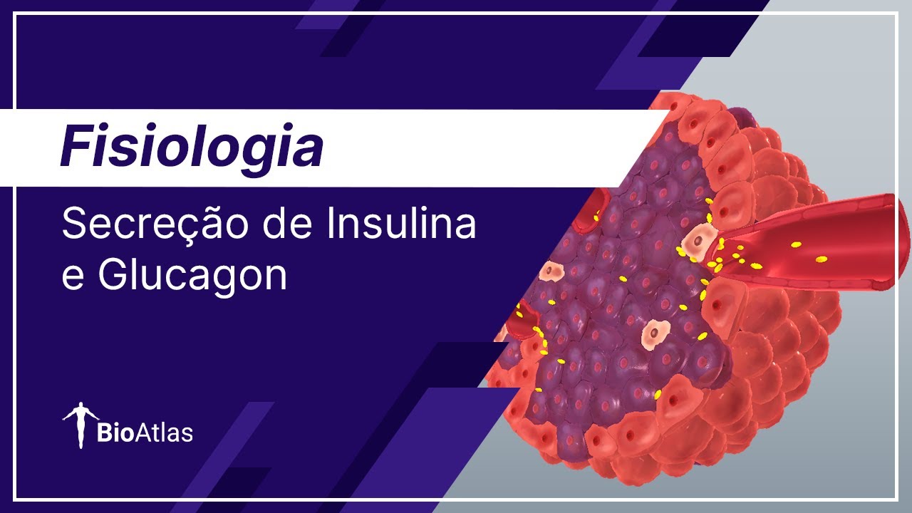 Secreção da Insulina e Glucagon no Pâncreas | Fisiologia | BioAtlas ...