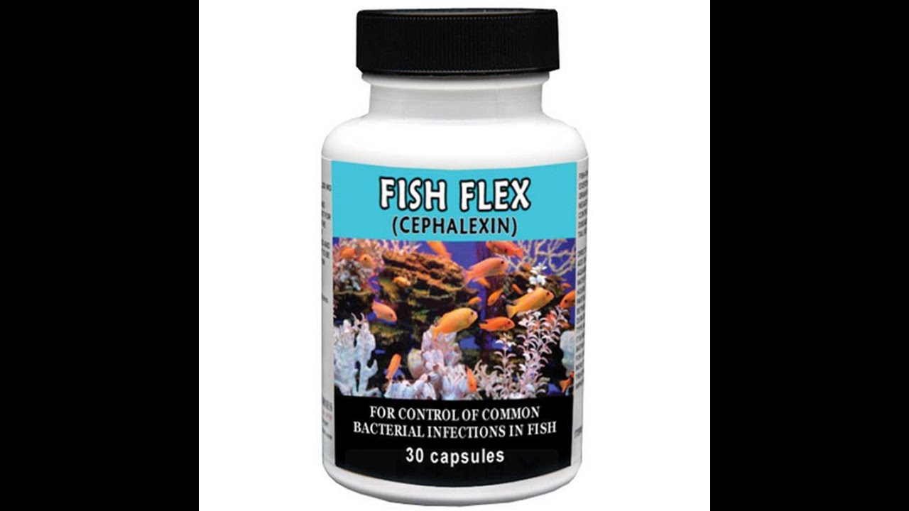 Fish Flex (Cephalexin) - YouTube