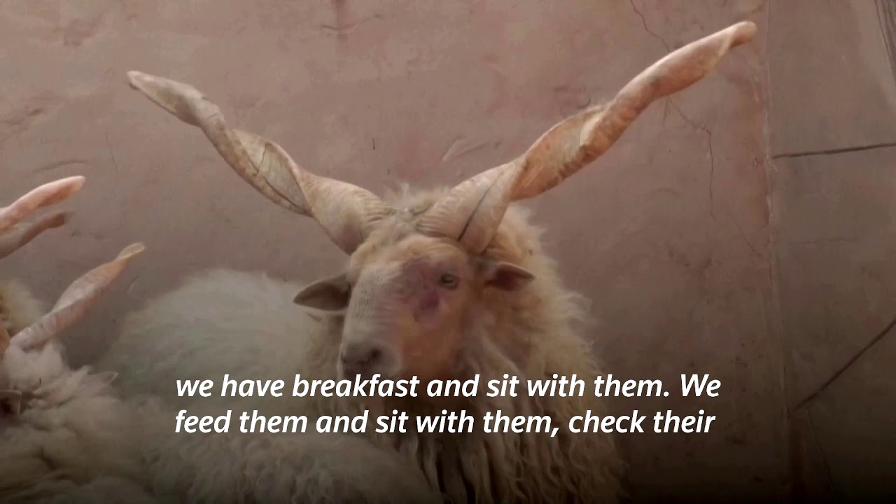 The Libyan family saving wild animals from extinction - YouTube