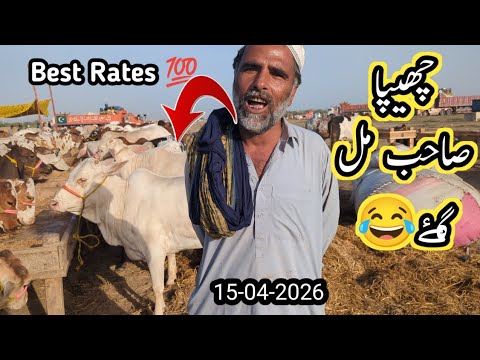 Northern Bypass Mandi Latest April 15 2026 updates||Vlog with osama