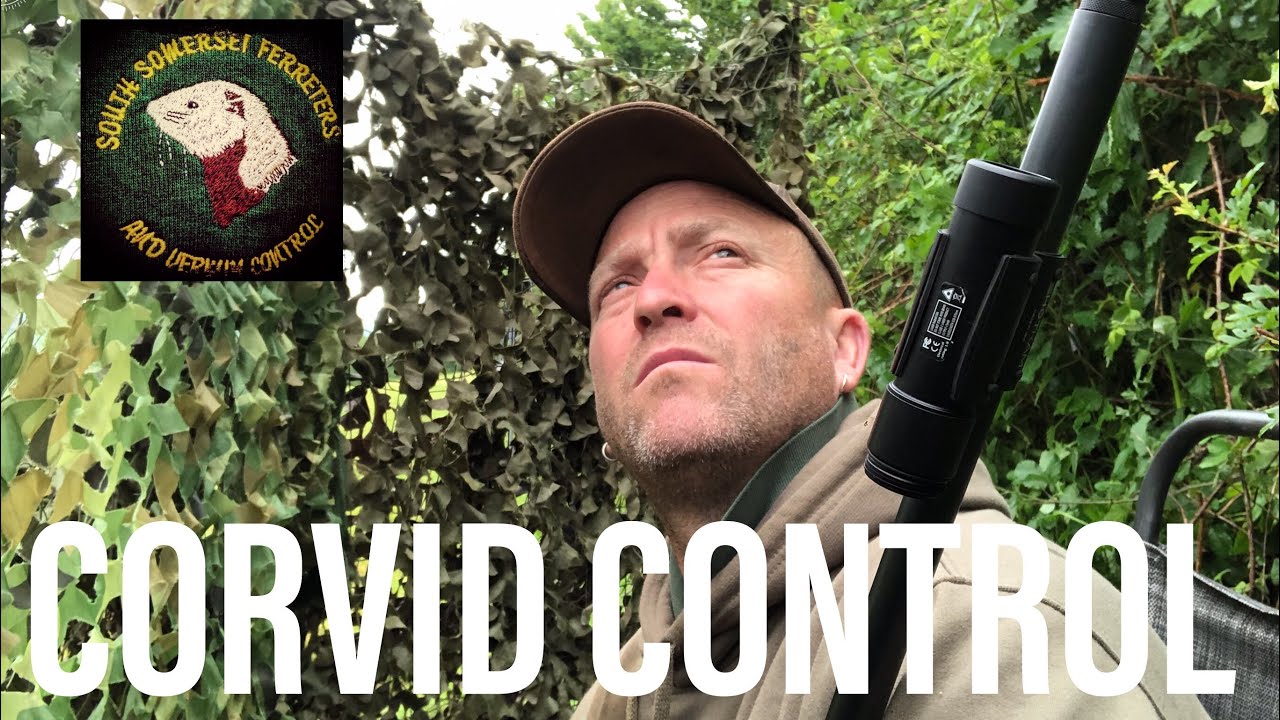 Crow shooting - shooting rooks crows and jackdaws - beretta A400 xcel ...