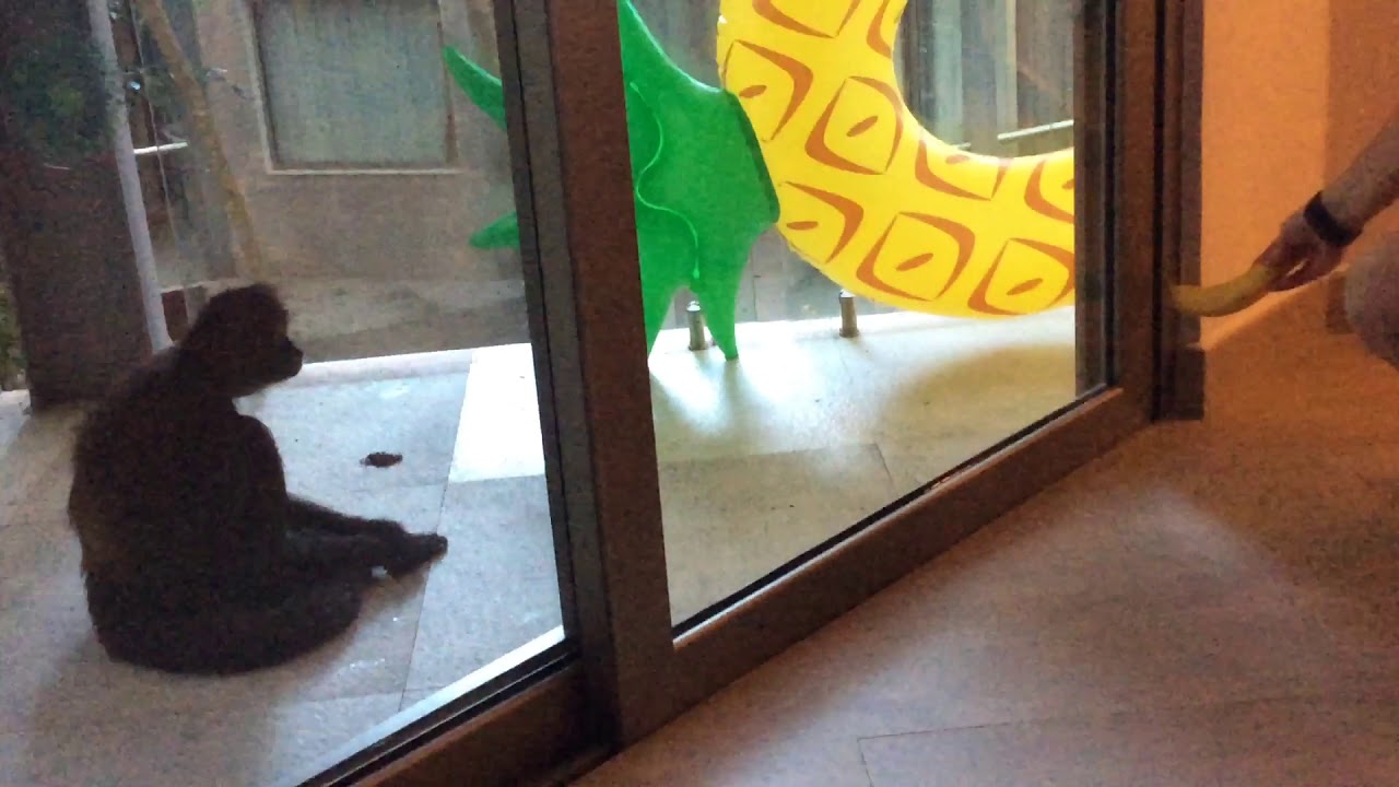 The monkey came to the door😃🤩 - YouTube