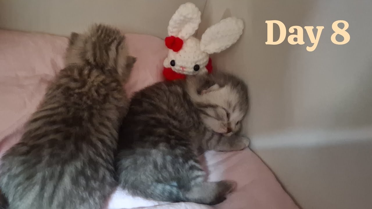 Kitty Berry and her kittens are the cutest sleepers ever! - YouTube