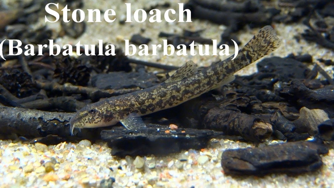 Stone loach (Barbatula barbatula) - Śliz pospolity. - YouTube