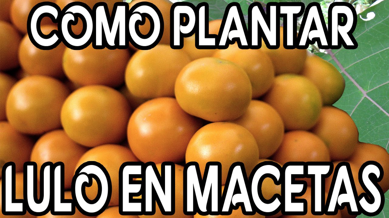 Como Plantar Lulos En Maceta || La Terraza De Jose - YouTube