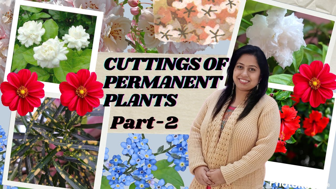 बरसात में कटिंग से लगाए जाने वाले परमानेंट प्लांट्स ||Permanent Plants ...