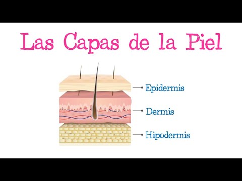 👋 Las Capas de la Piel 👋 [Fácil y Rápido] | BIOLOGÍA |
