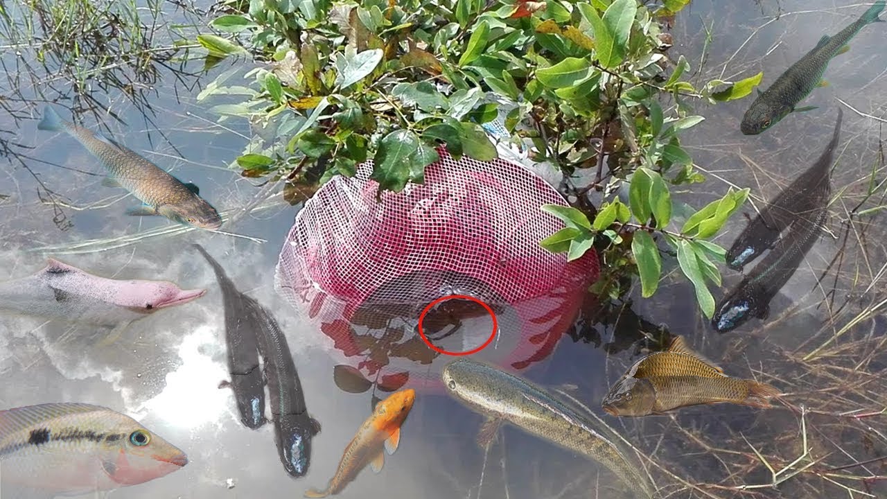 New Idea Fish Trap-Boy Creative Fish Trap Using Water Tank With Net ...