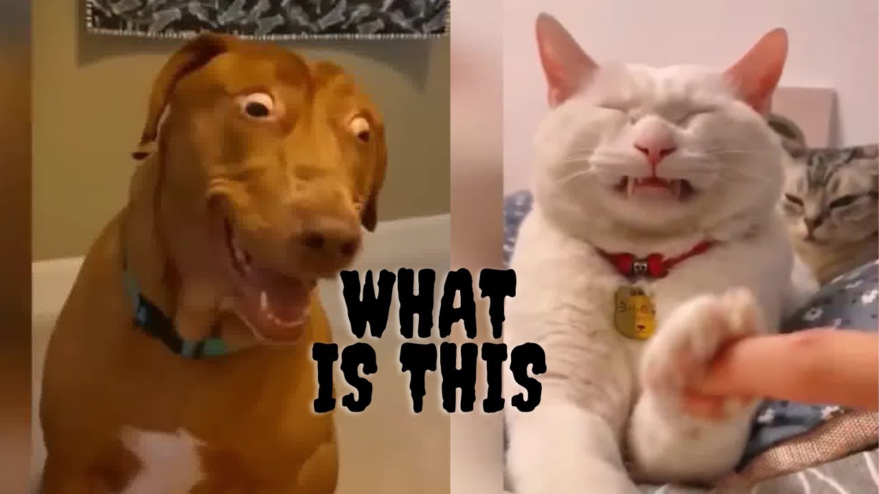 The Must-See Compilation of Funny Animal Videos - YouTube