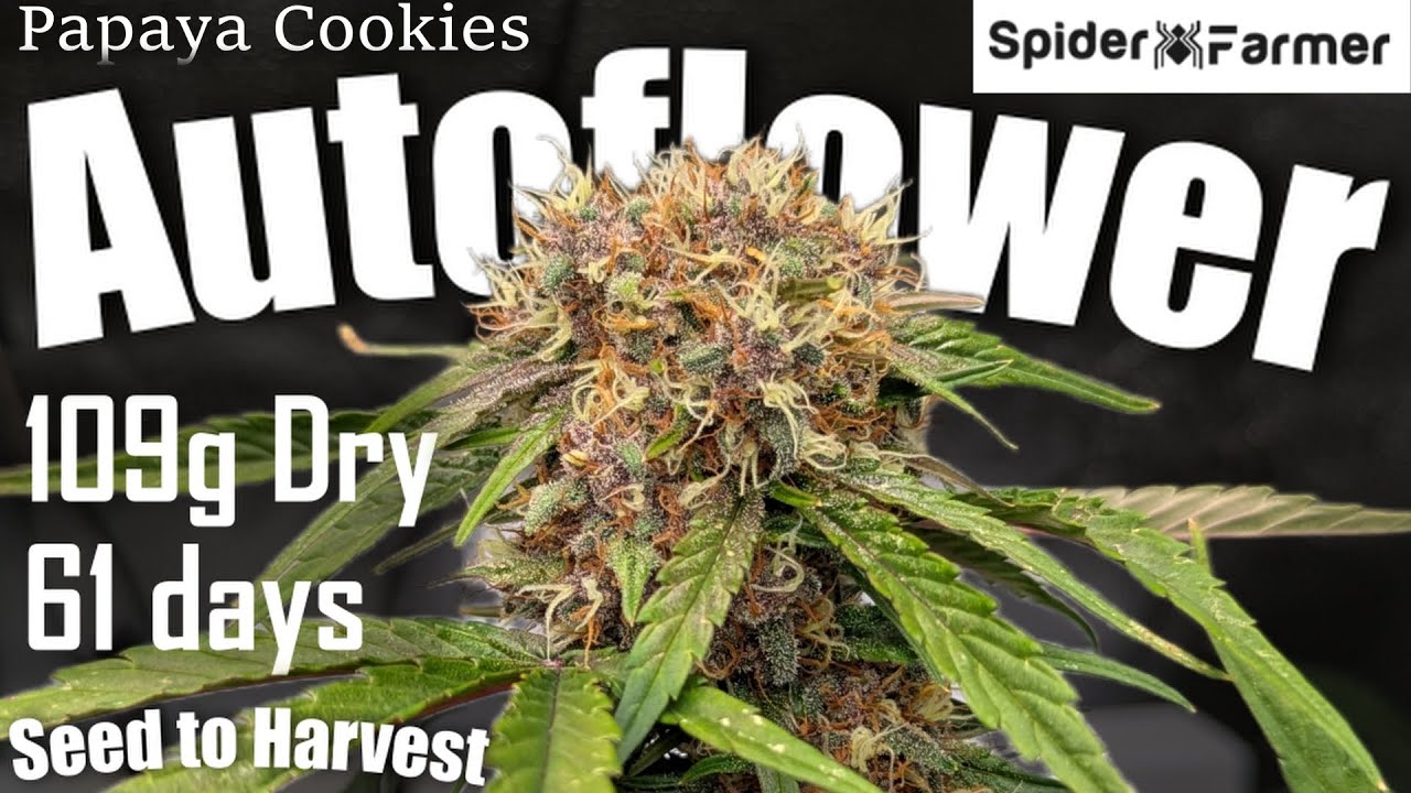Timelapse -109g Autoflower- Seed to Harvest - Papaya Cookies Fastbuds ...